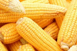 Does Corn Make You Poop and Cause Diarrhea? (Explained!)