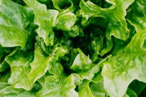 Does Lettuce Make You Poop and Cause Diarrhea? (Explained!)